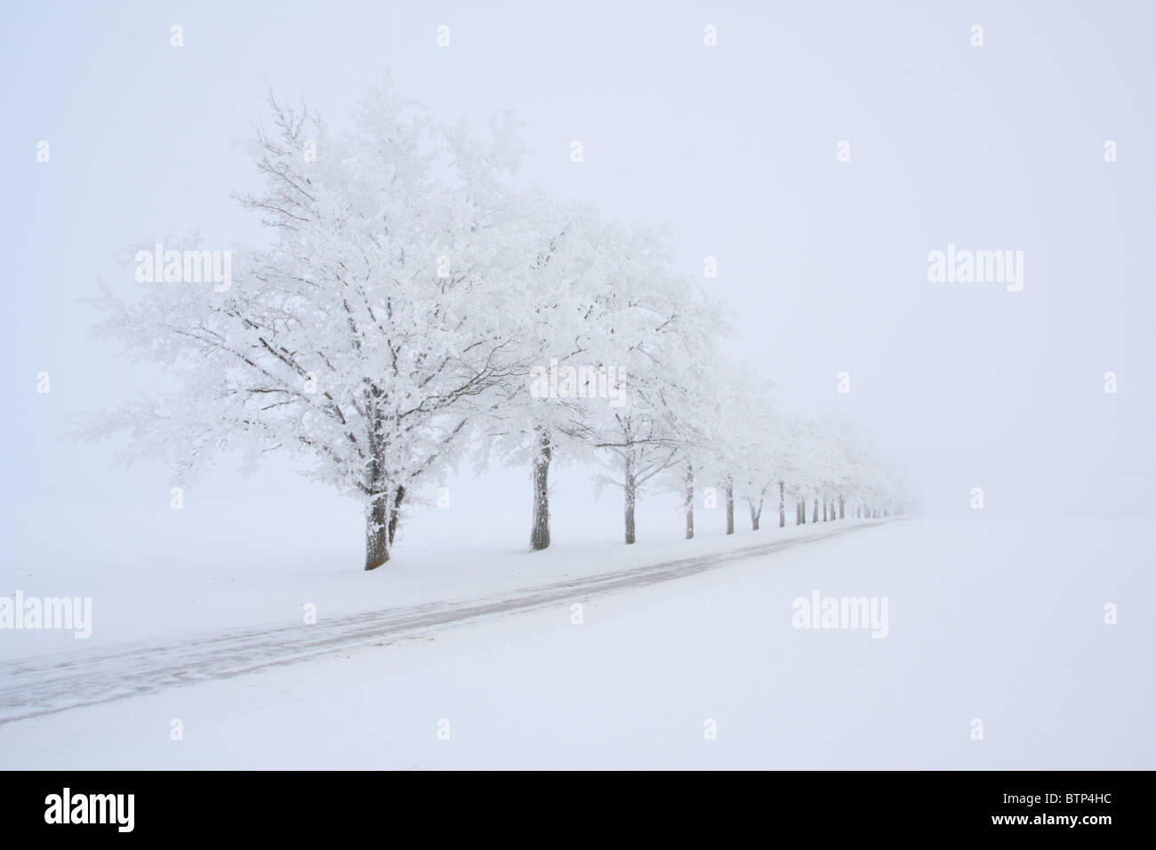 Frost covered trees line hi-res stock photography and images - Alamy