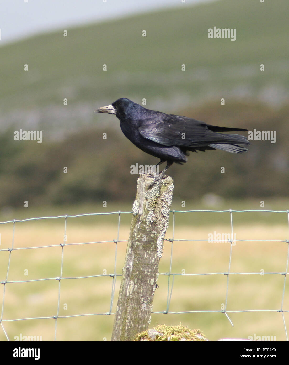 Rook with food hi-res stock photography and images - Alamy