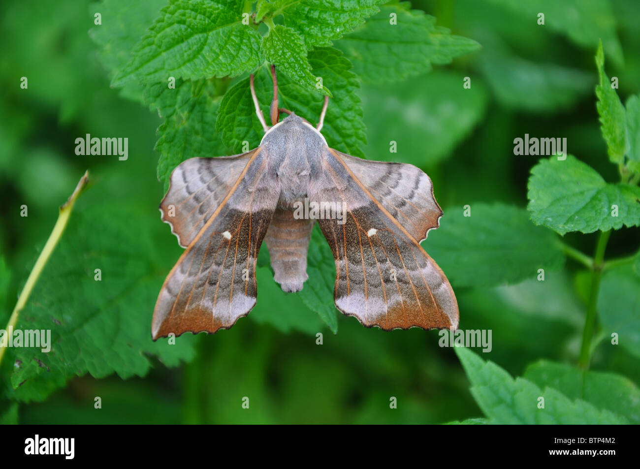 Moth leg hi-res stock photography and images - Alamy