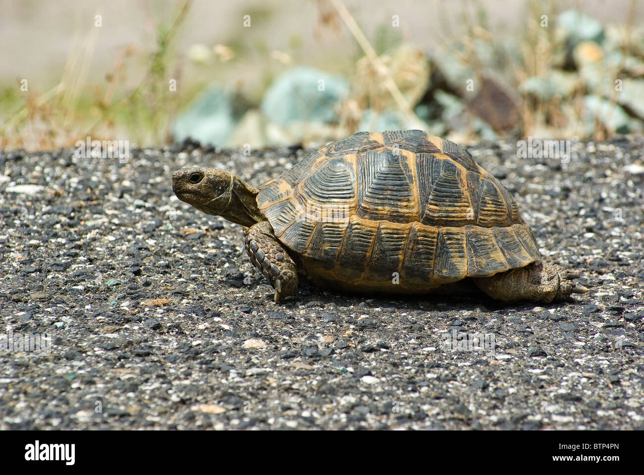 Turtle path hi-res stock photography and images - Alamy
