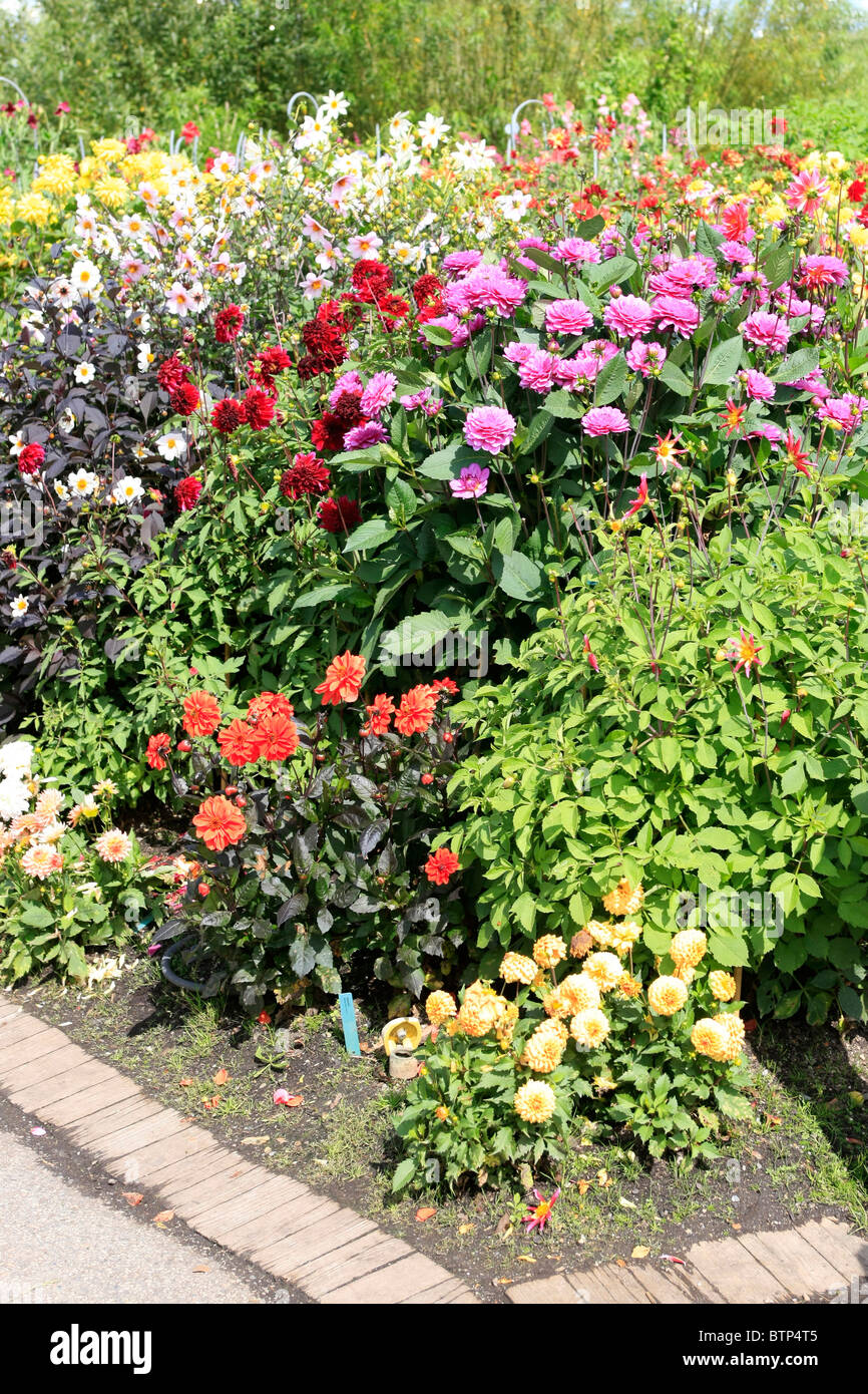Variety of colourful dahlias hi-res stock photography and images - Alamy