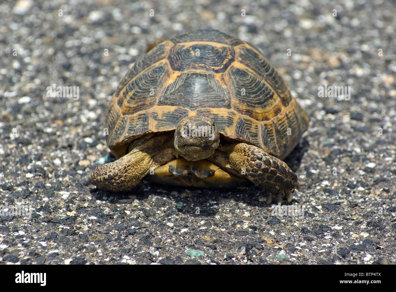 Calm turtle hi-res stock photography and images - Alamy
