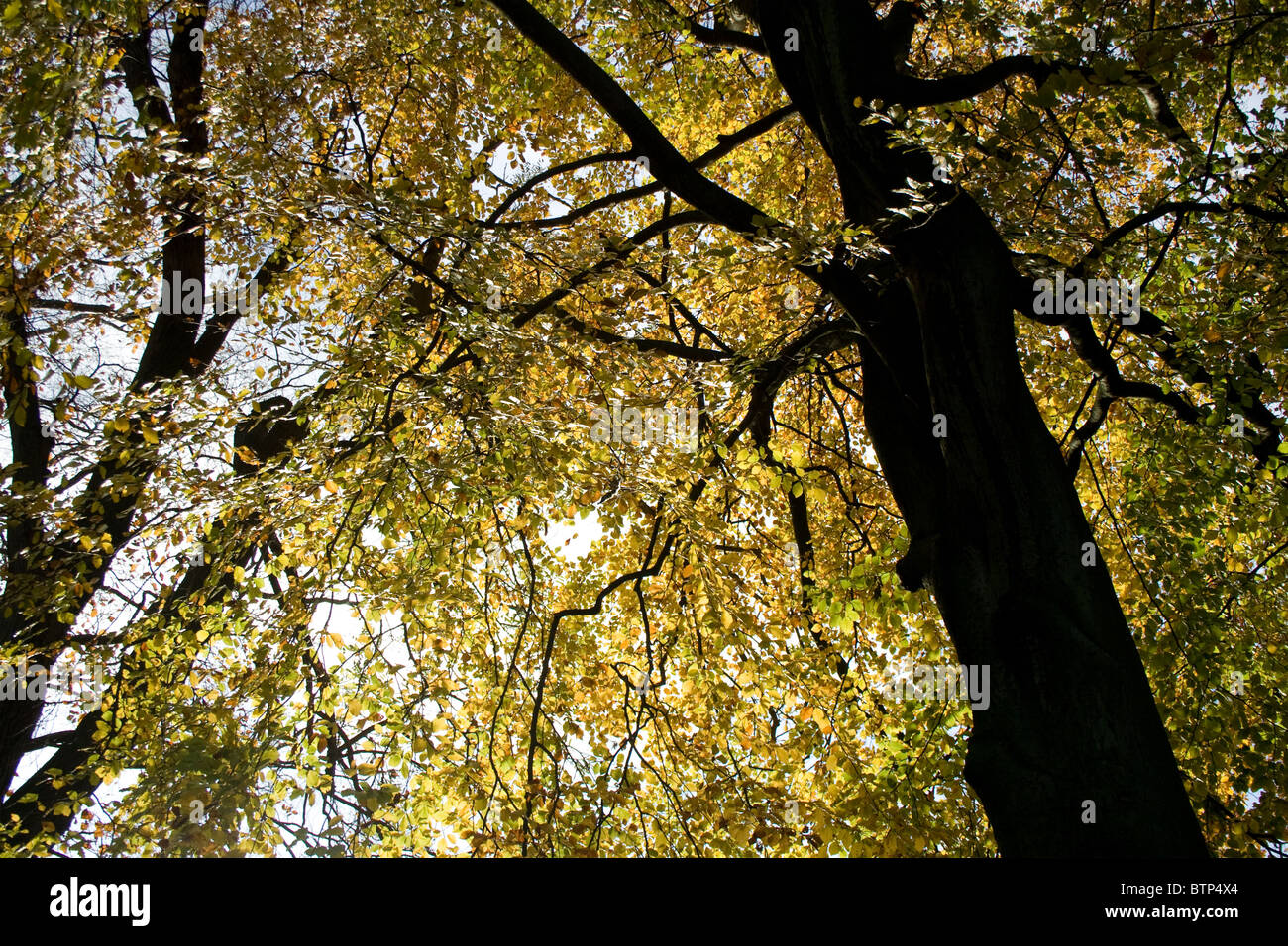 Tree branch structures hi-res stock photography and images - Alamy