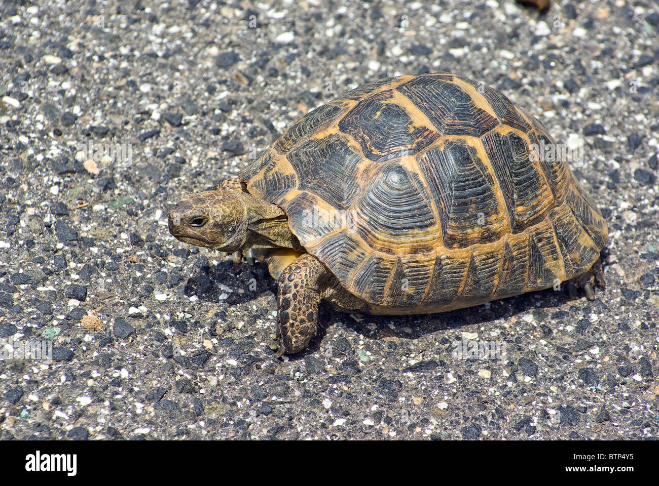 Calm turtle hi-res stock photography and images - Alamy
