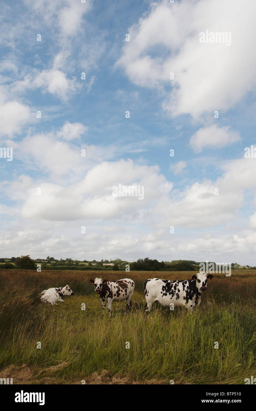 France, Normandy, Cotentin marshes, Cows in landscape Stock Photo - Alamy