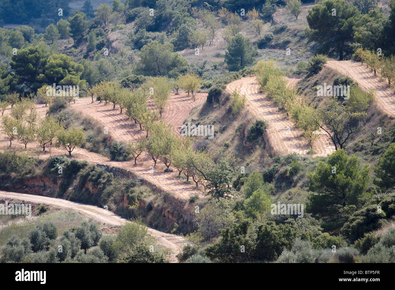 Terraced field olive trees hi-res stock photography and images - Alamy