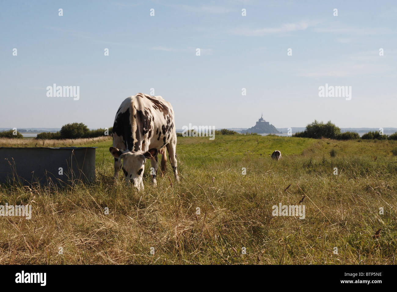 France, Normandie, Cow grazing in field Stock Photo - Alamy