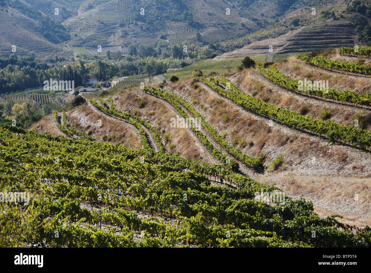 Priorat Vineyards High Resolution Stock Photography and Images - Alamy