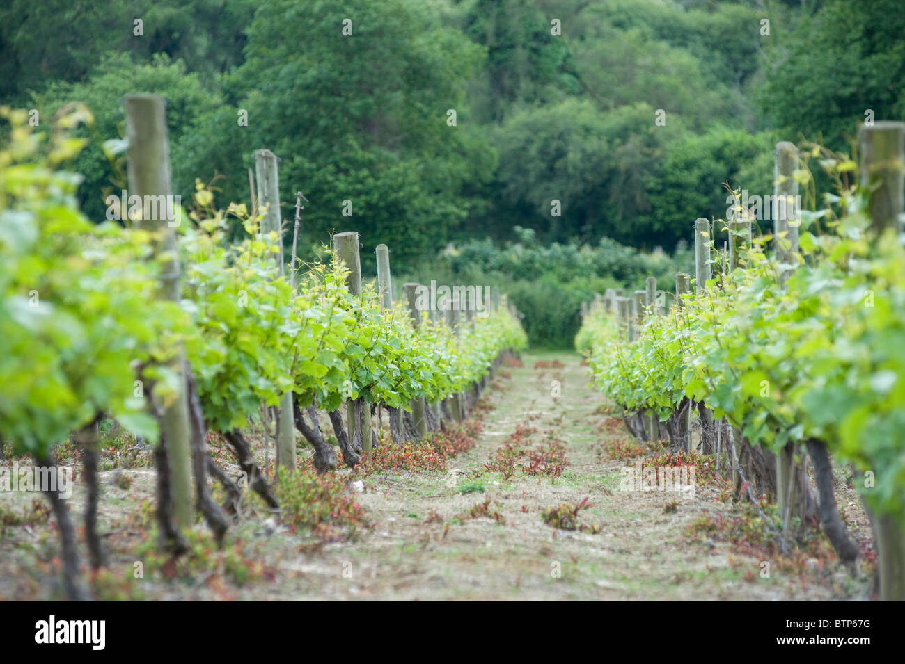 Camel Valley vineyard, Cornwall, UK Stock Photo - Alamy