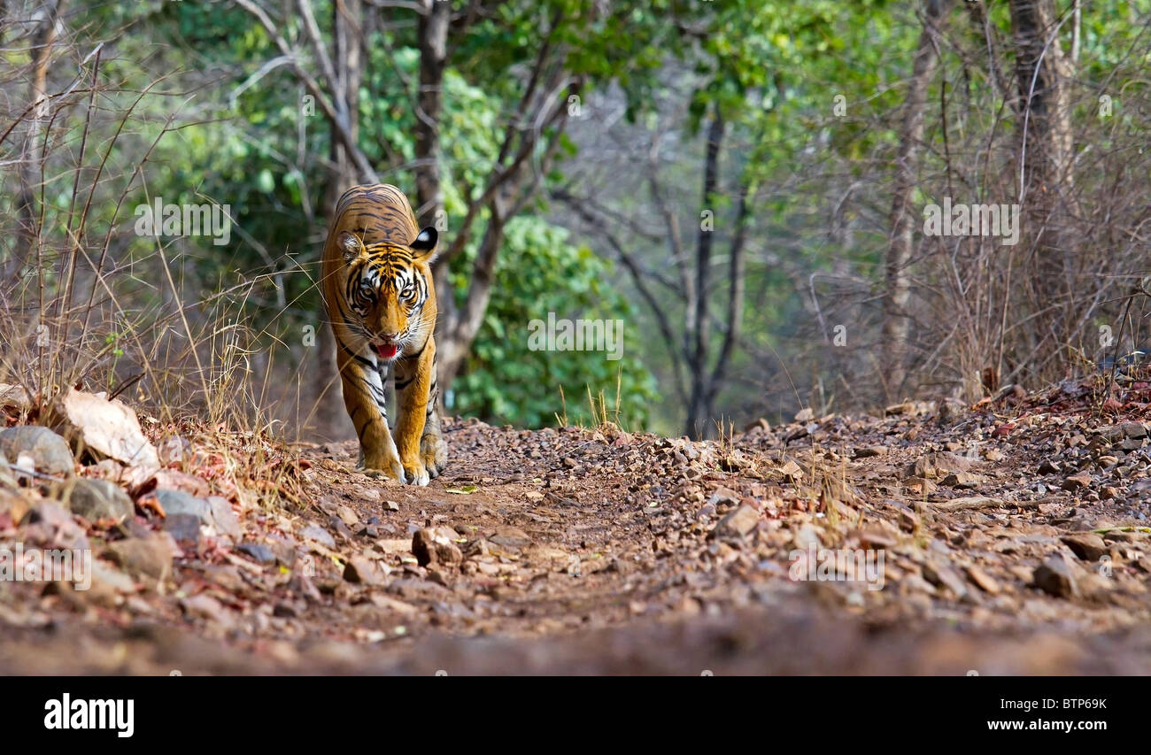 Tiger walking on the forest road in Ranthambhore National Park, India ...