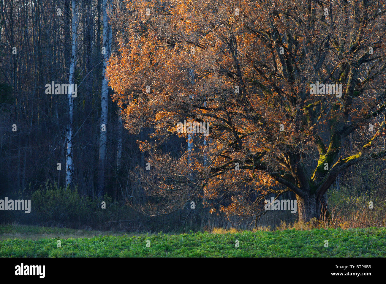 Oak trees with autumn colours hi-res stock photography and images - Alamy