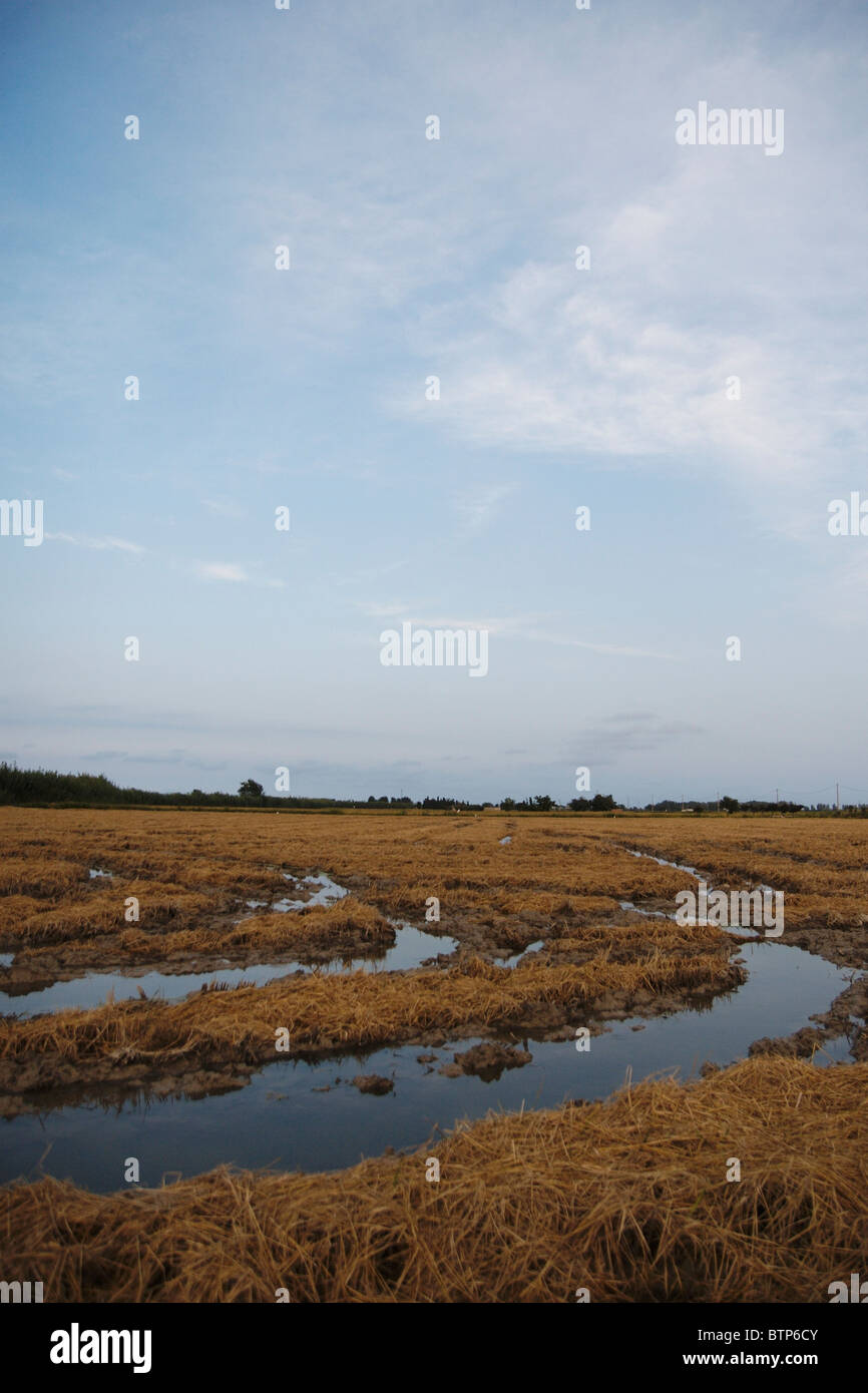 Spain, Catalunya, Deltebre, Rice Field Stock Photo - Alamy