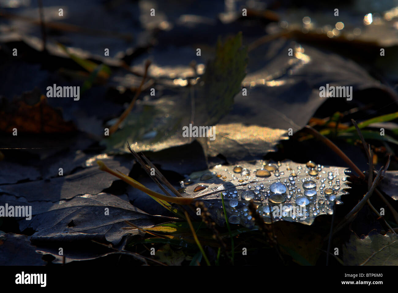 Colorful dew drops on fallen leaf Stock Photo - Alamy