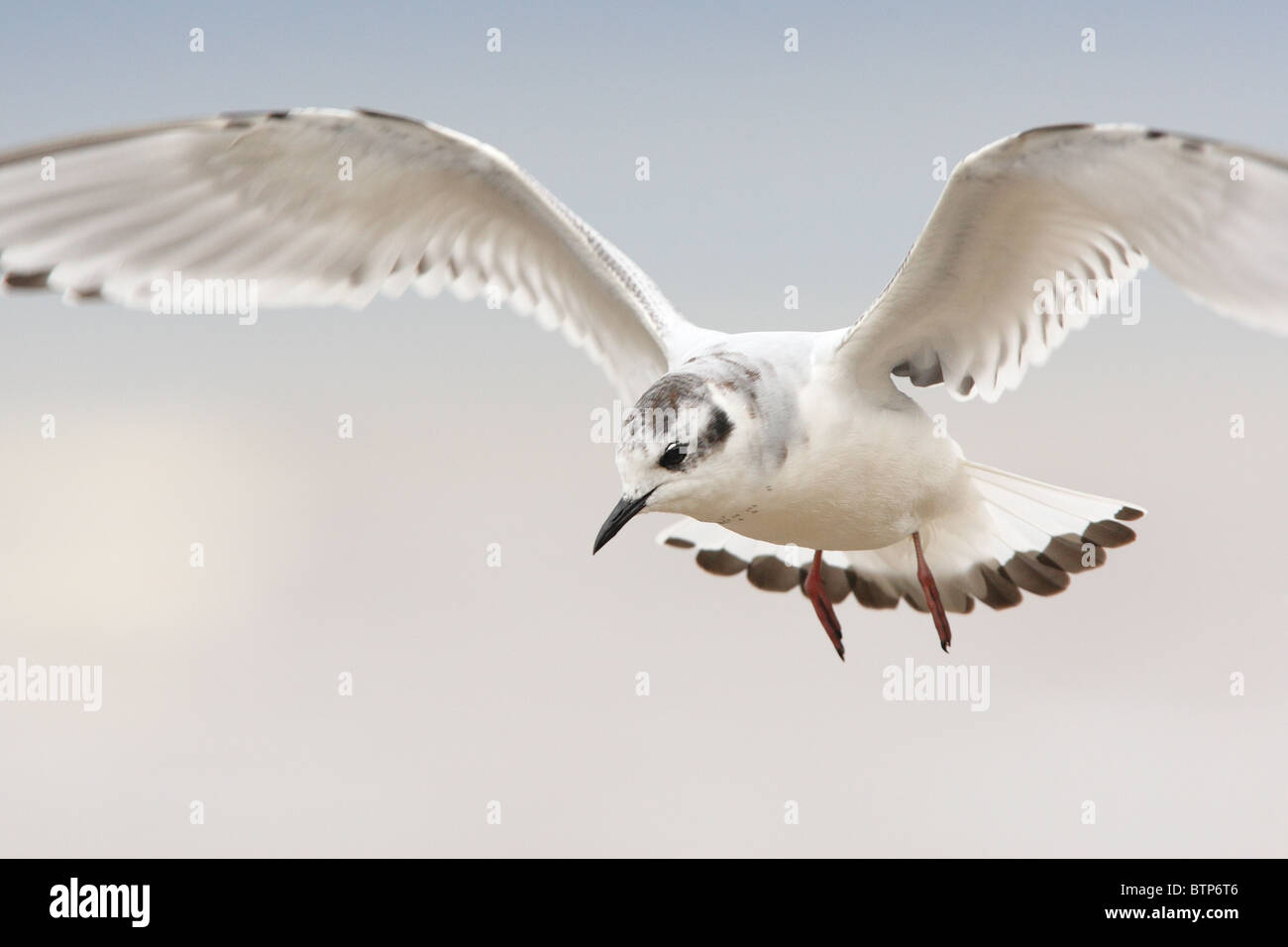Little gull in flight larus hi-res stock photography and images - Alamy