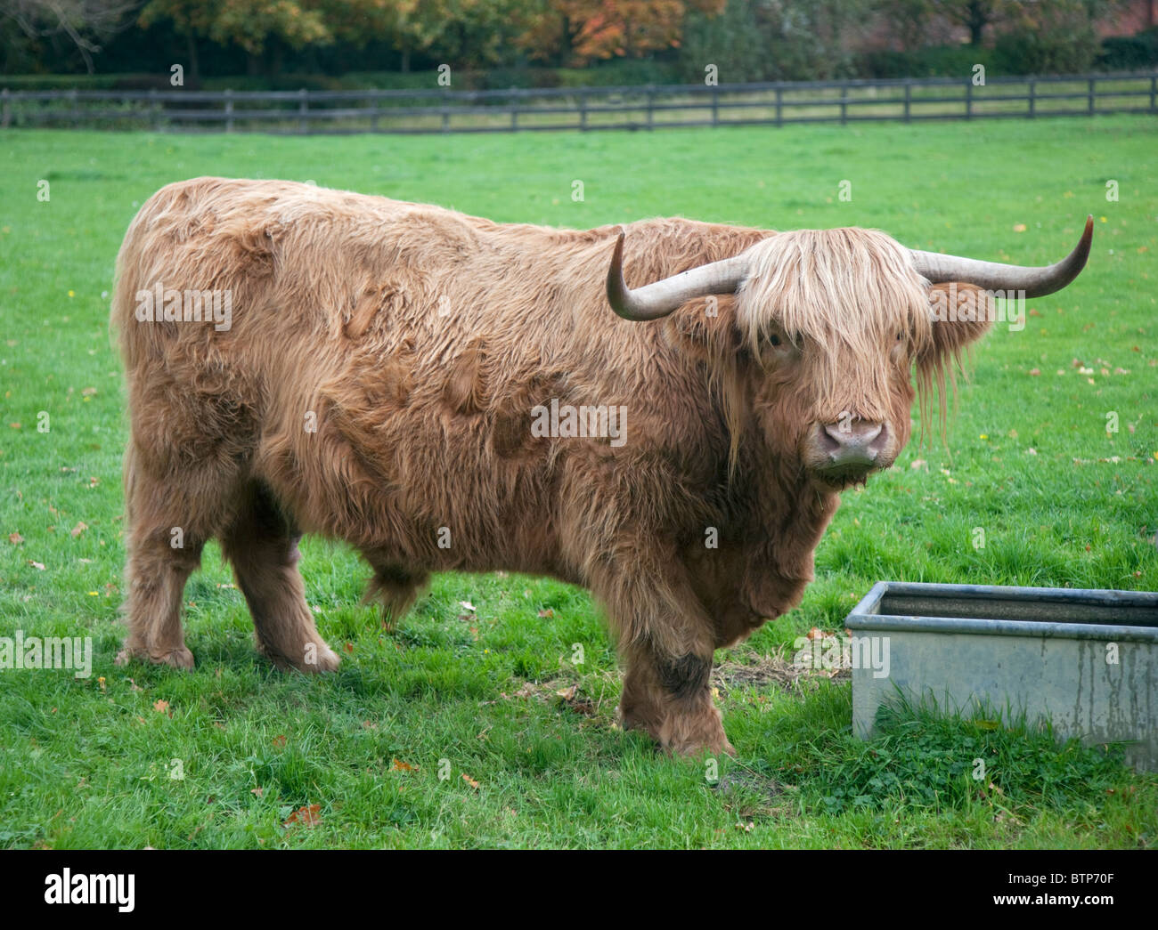 Highland Cow, England Stock Photo - Alamy