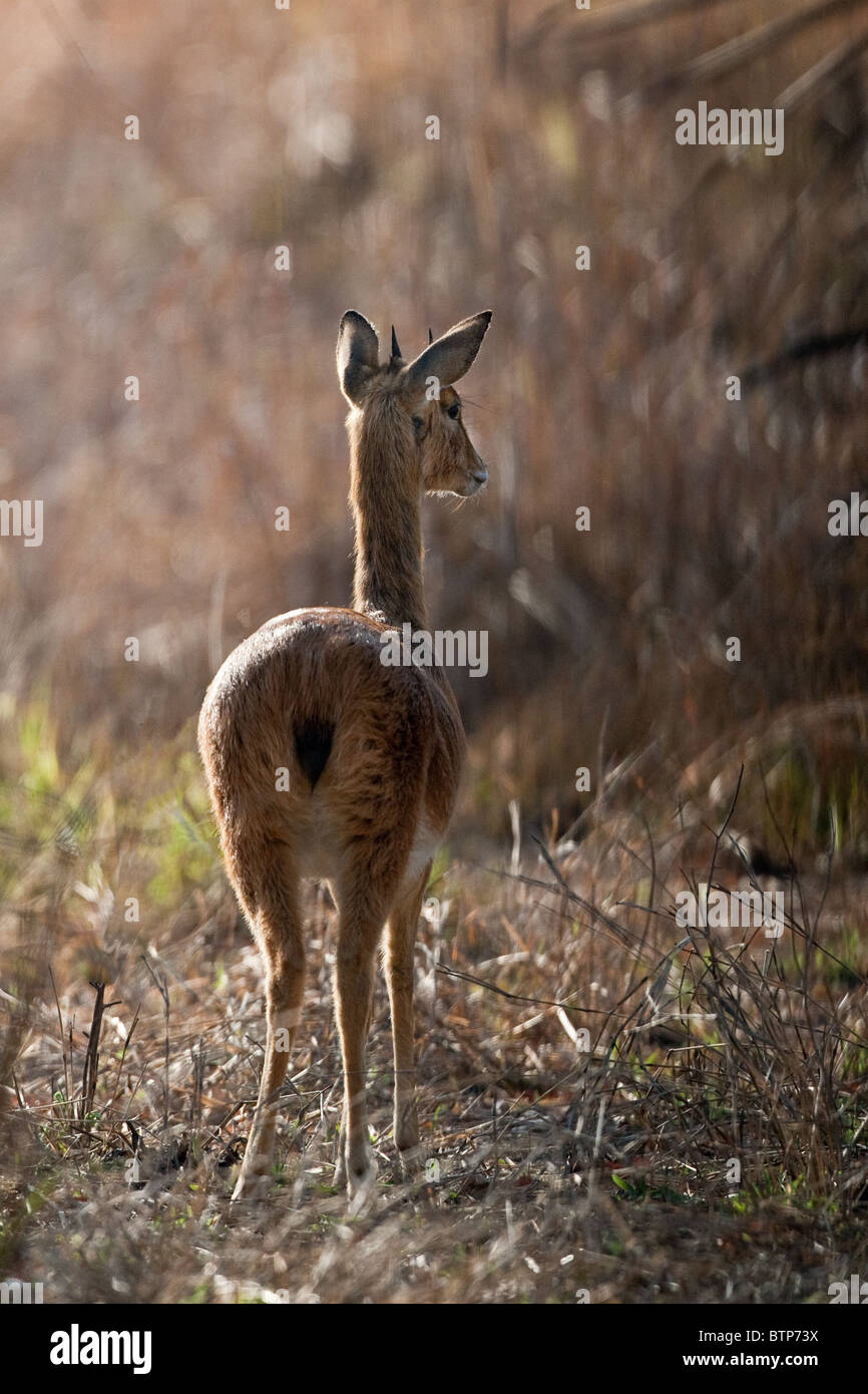 Antelope oribi hi-res stock photography and images - Alamy