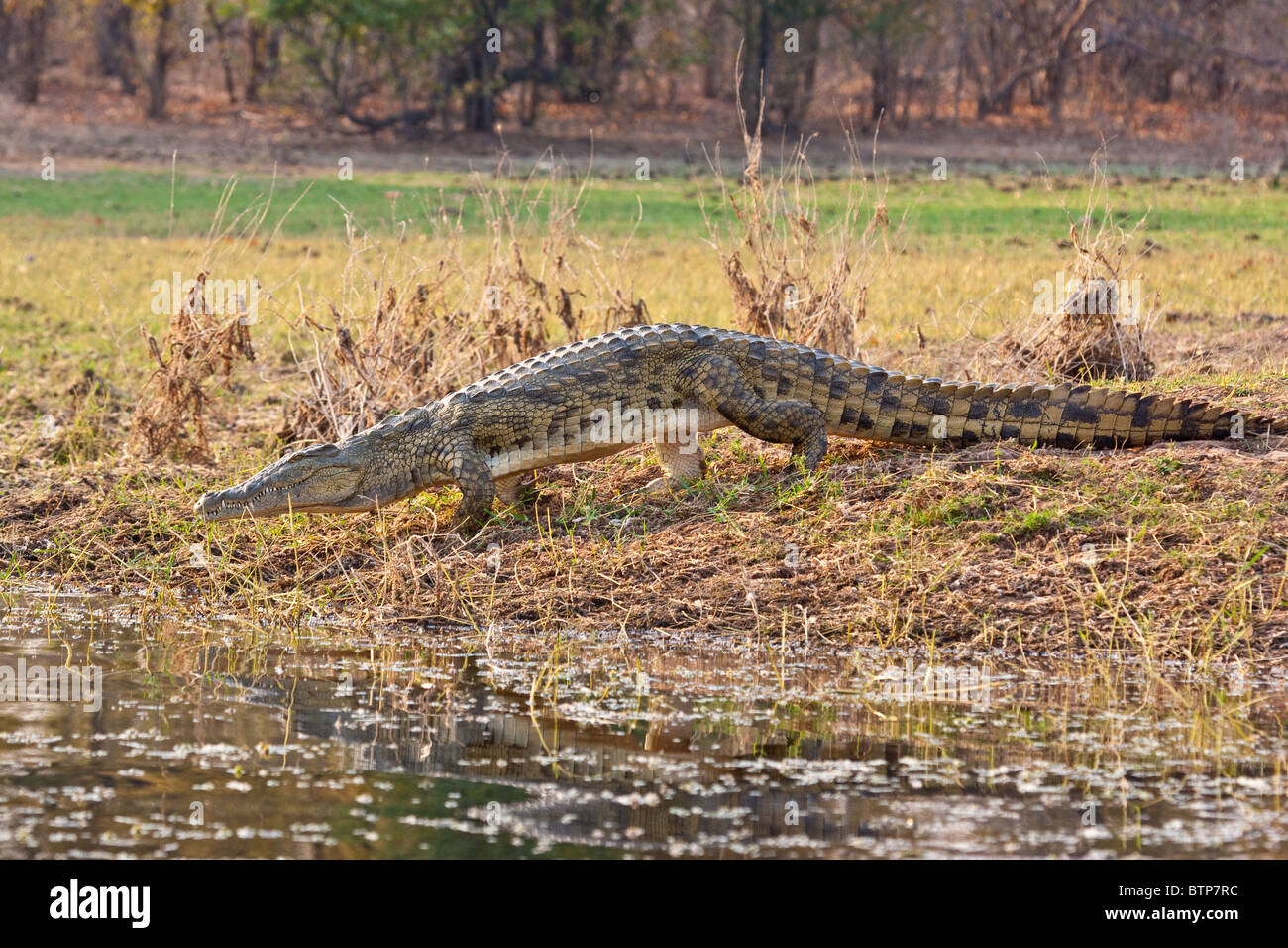 Crocodile walking into water at Kariba Lake in Zimbabwe Stock Photo - Alamy