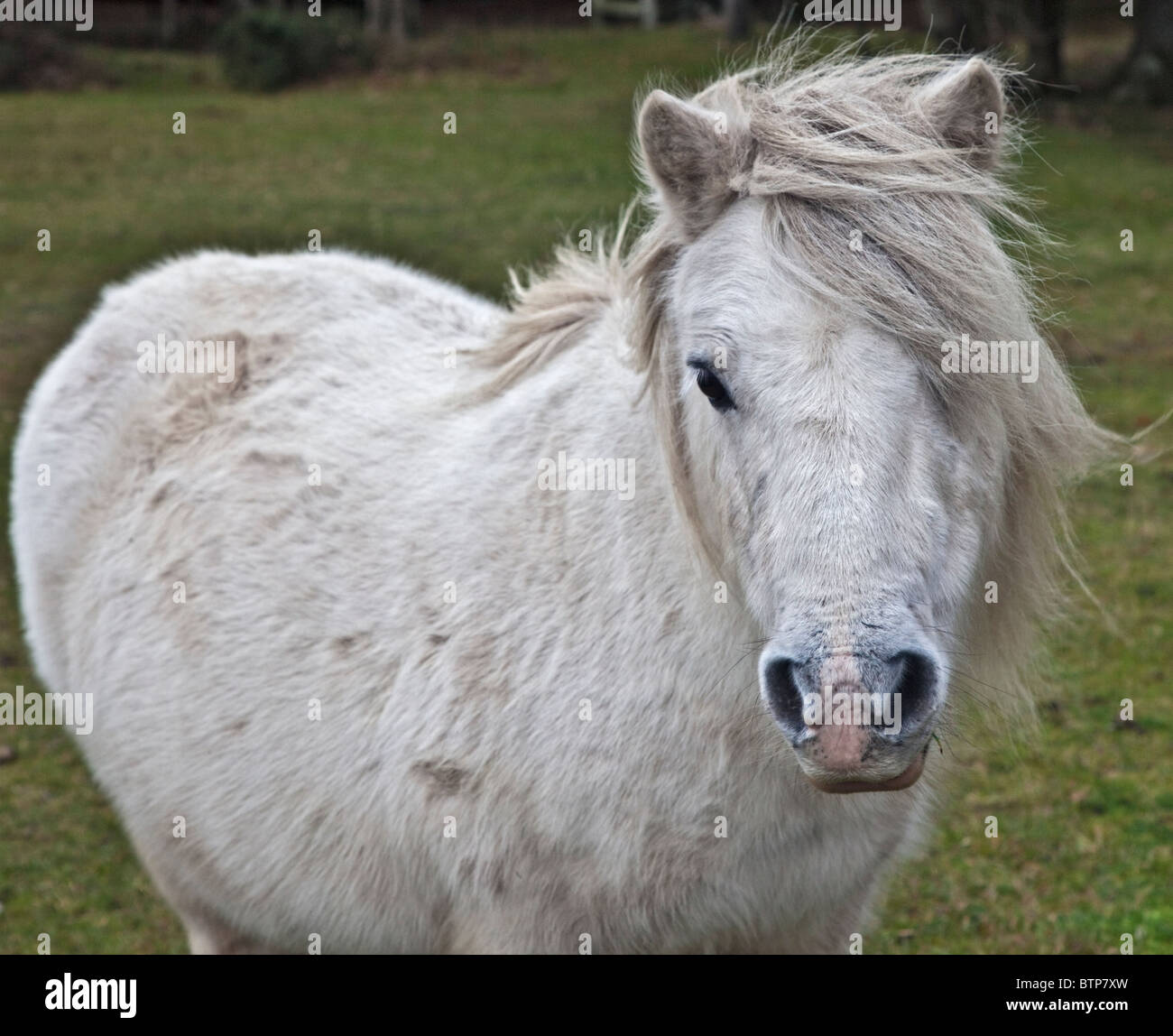 White New Forest Pony at Stoney Cross, Hampshire, England Stock Photo ...