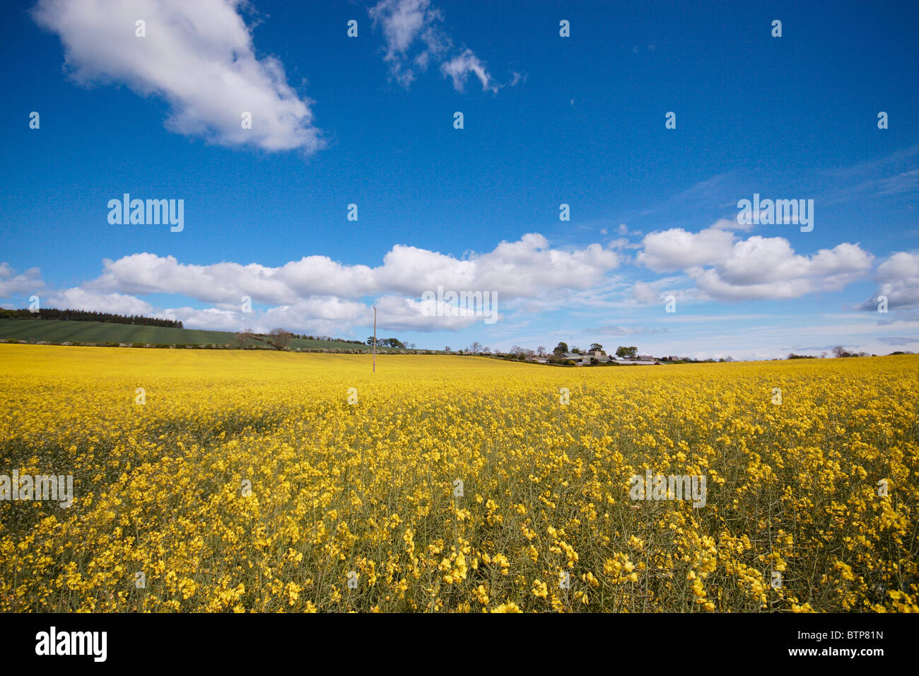 Yellow flowers in scotland hi-res stock photography and images - Alamy