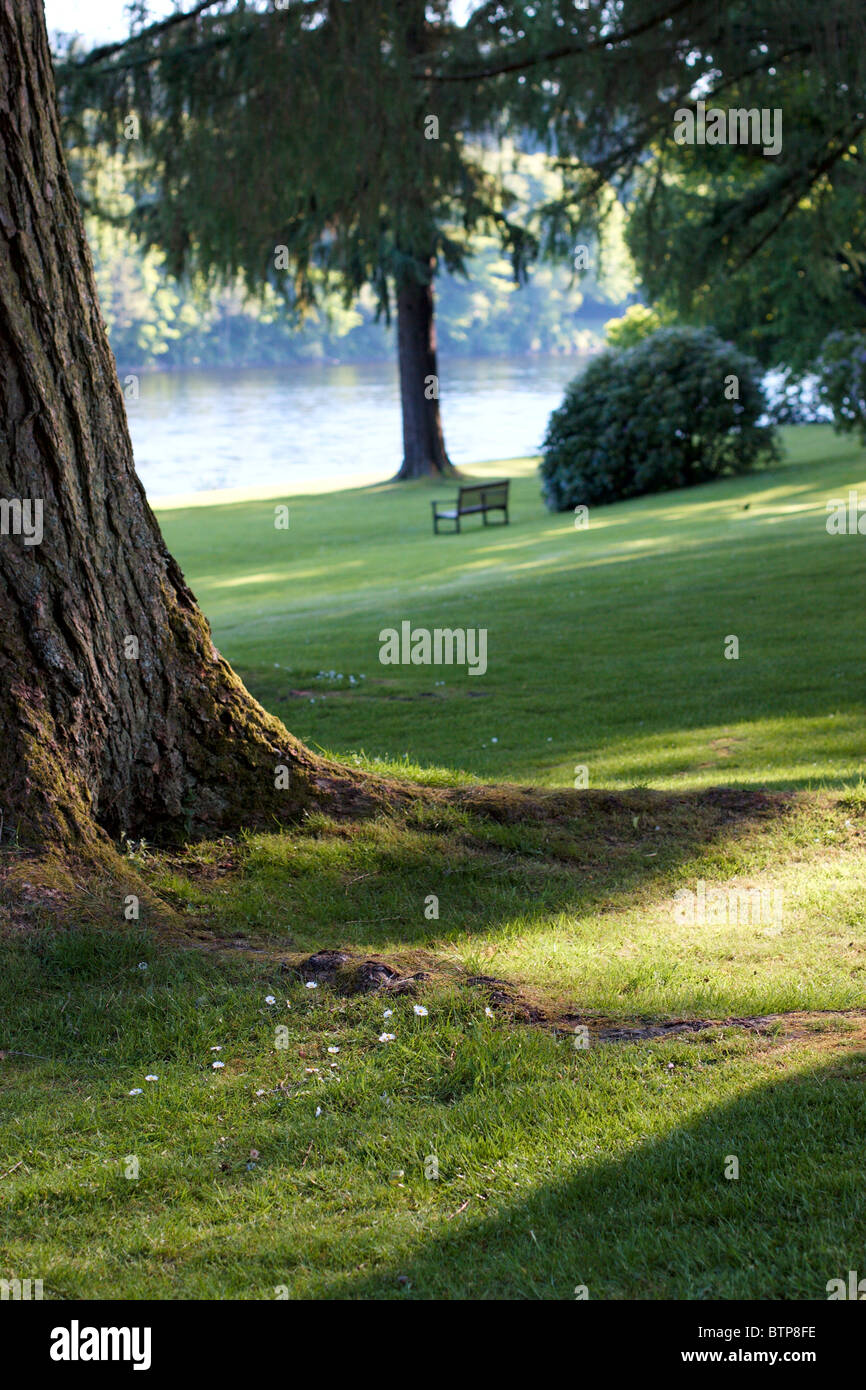 Dunkeld tree hi-res stock photography and images - Alamy