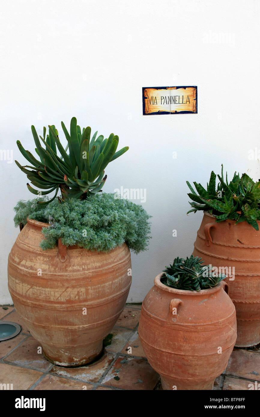 Cacti plants in huge terracotta urns in a Greek Courtyard Stock Photo ...
