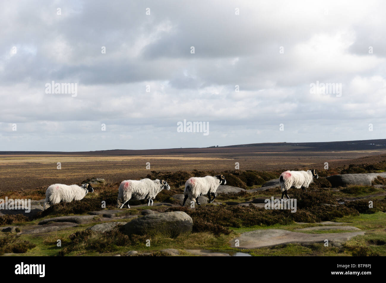 Peak District Sheep High Resolution Stock Photography and Images - Alamy