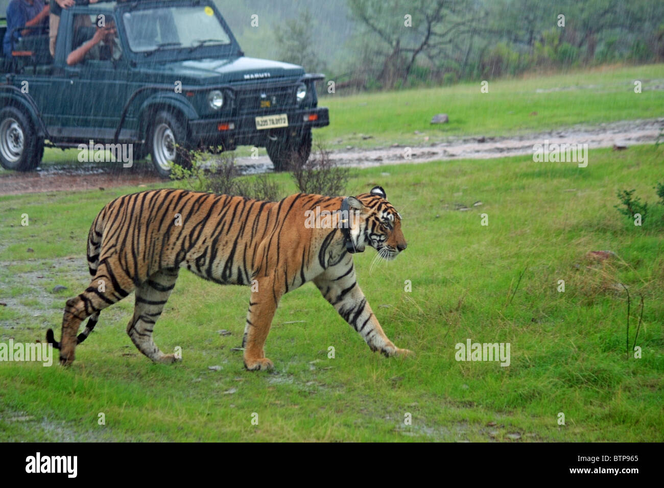 Tiger walking in rain in Ranthambhore National Park, India Stock Photo ...