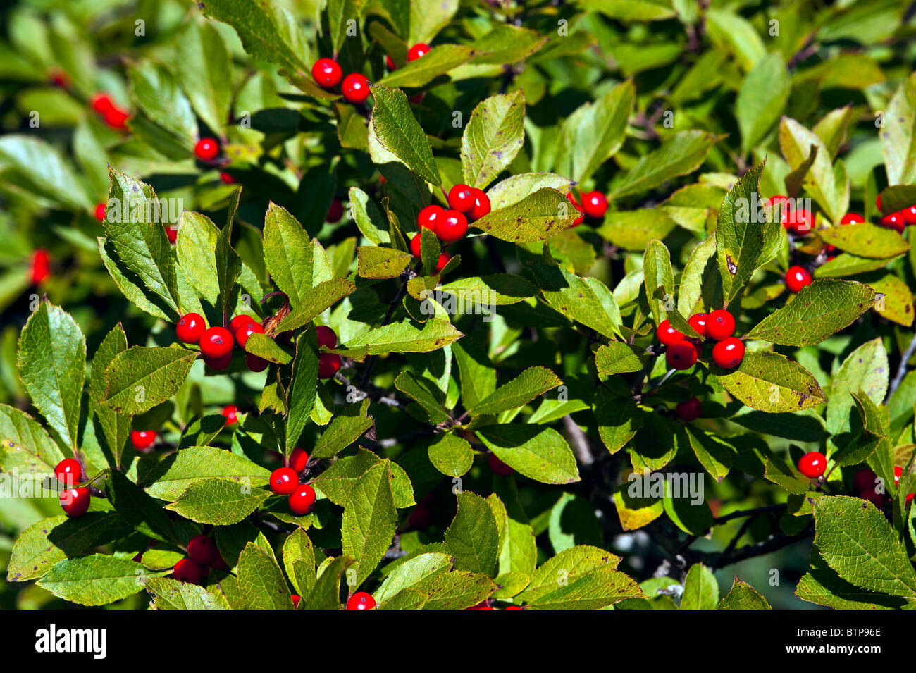 Wild Berry Bush High Resolution Stock Photography and Images - Alamy