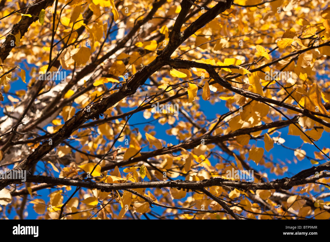 Birch Tree in Fall V Stock Photo - Alamy