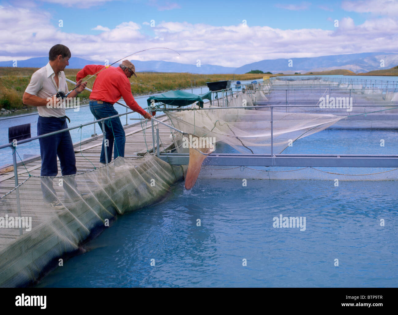 New Zealand South Island Benmore salmon farm Stock Photo - Alamy