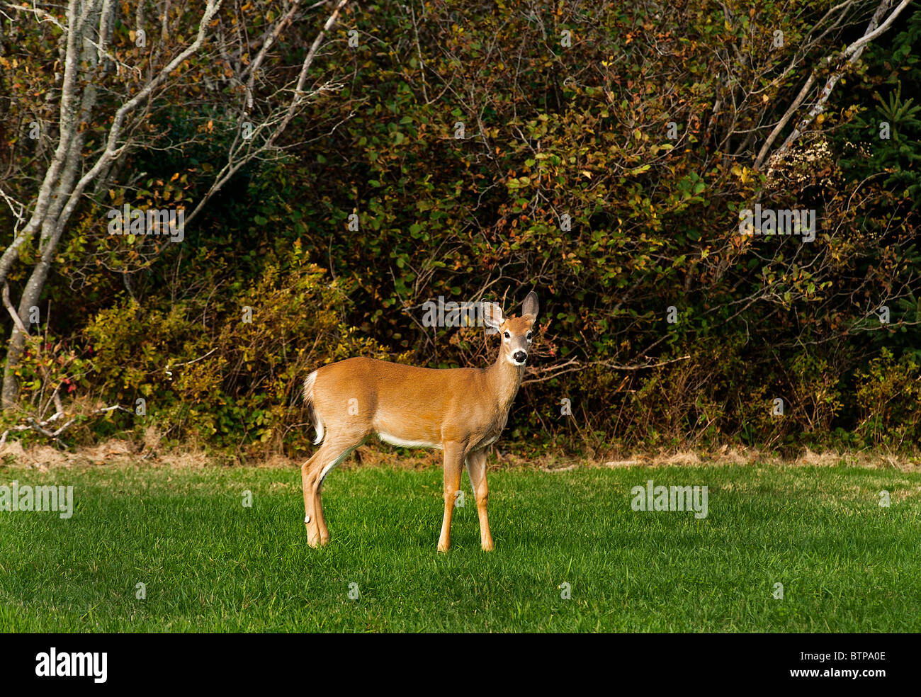 Alert white-tailed deer, Maine, USA Stock Photo - Alamy