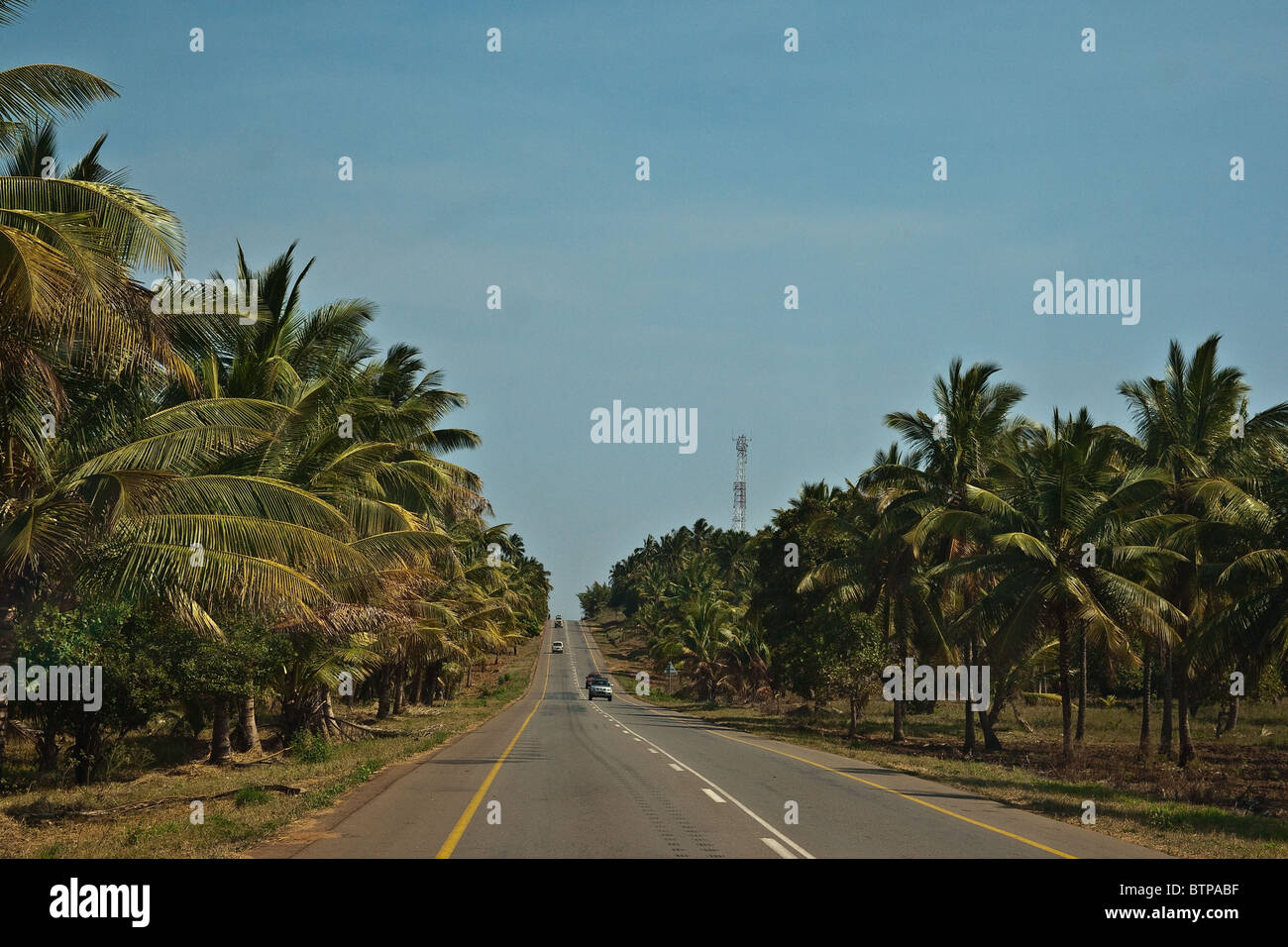 Coconut plantations Mozambique. Road to Maputo Stock Photo - Alamy