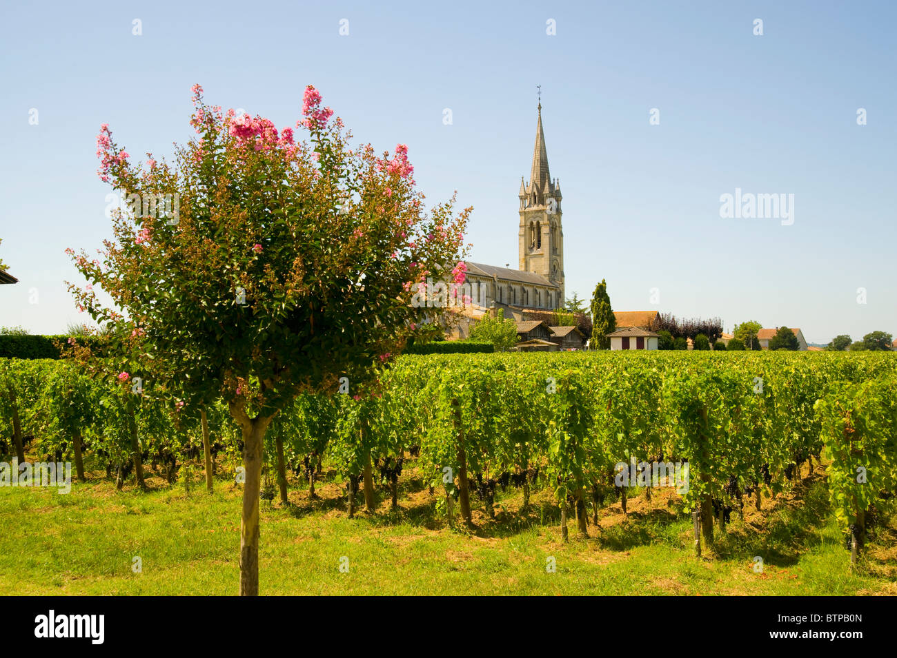 Pomerol, Aquitaine, France, Wine, Vineyard, Grapes Stock Photo - Alamy