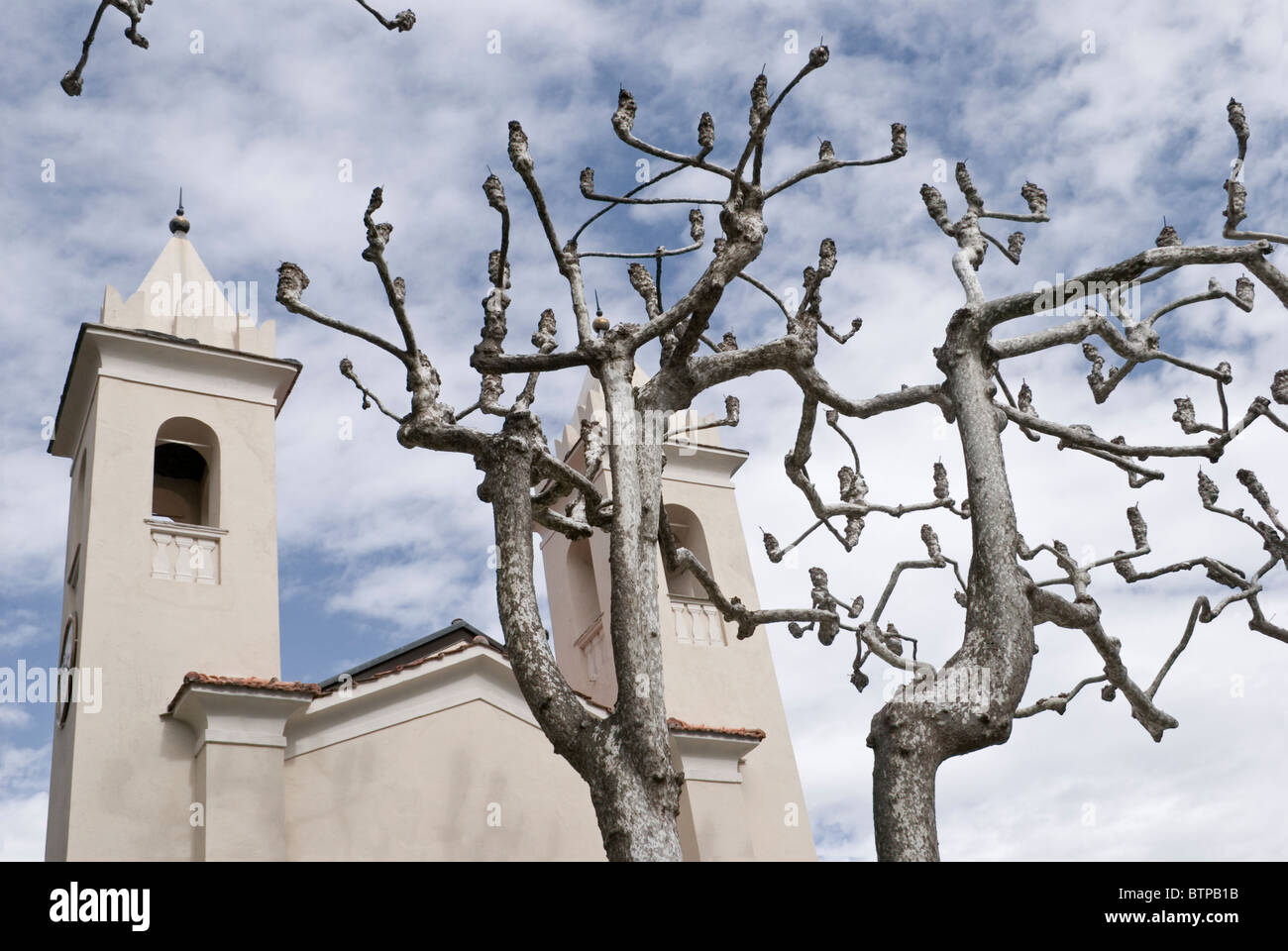 Italy pruned plane tree plant hi-res stock photography and images - Alamy