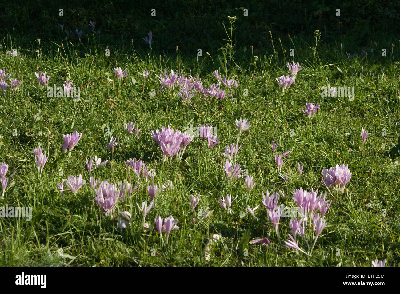 Wild purple crocus blooming hi-res stock photography and images - Alamy