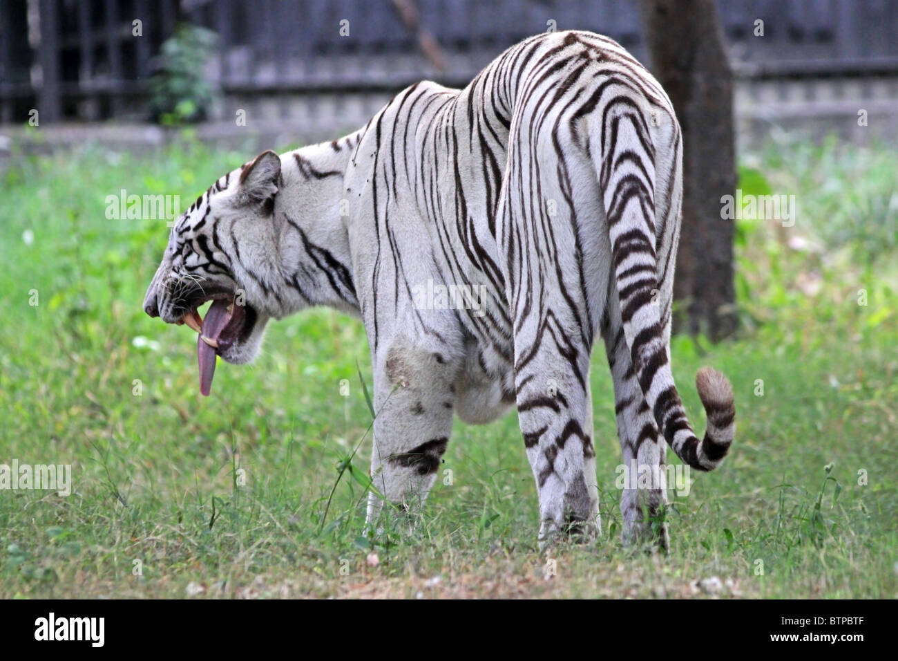 A white Tiger displaying flehmen response in New Delhi Zoo, India Stock ...