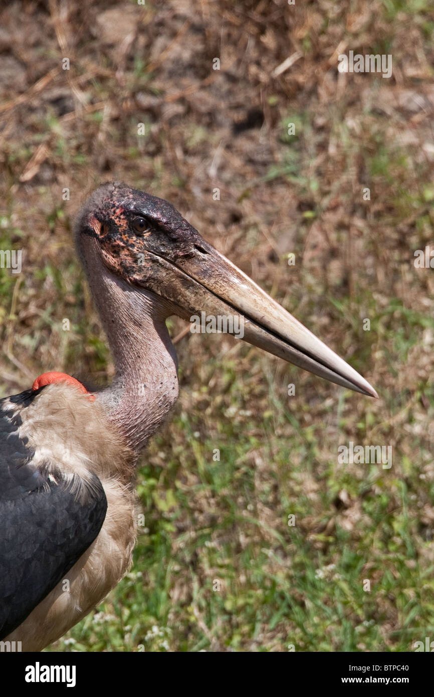 Marabou Stork portrait Stock Photo - Alamy