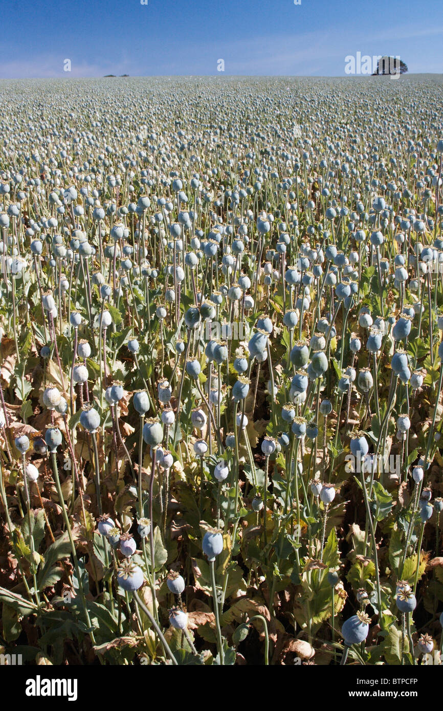 Australia, Tasmania, North Coast, Table Cape, Pharmaceutical opium ...