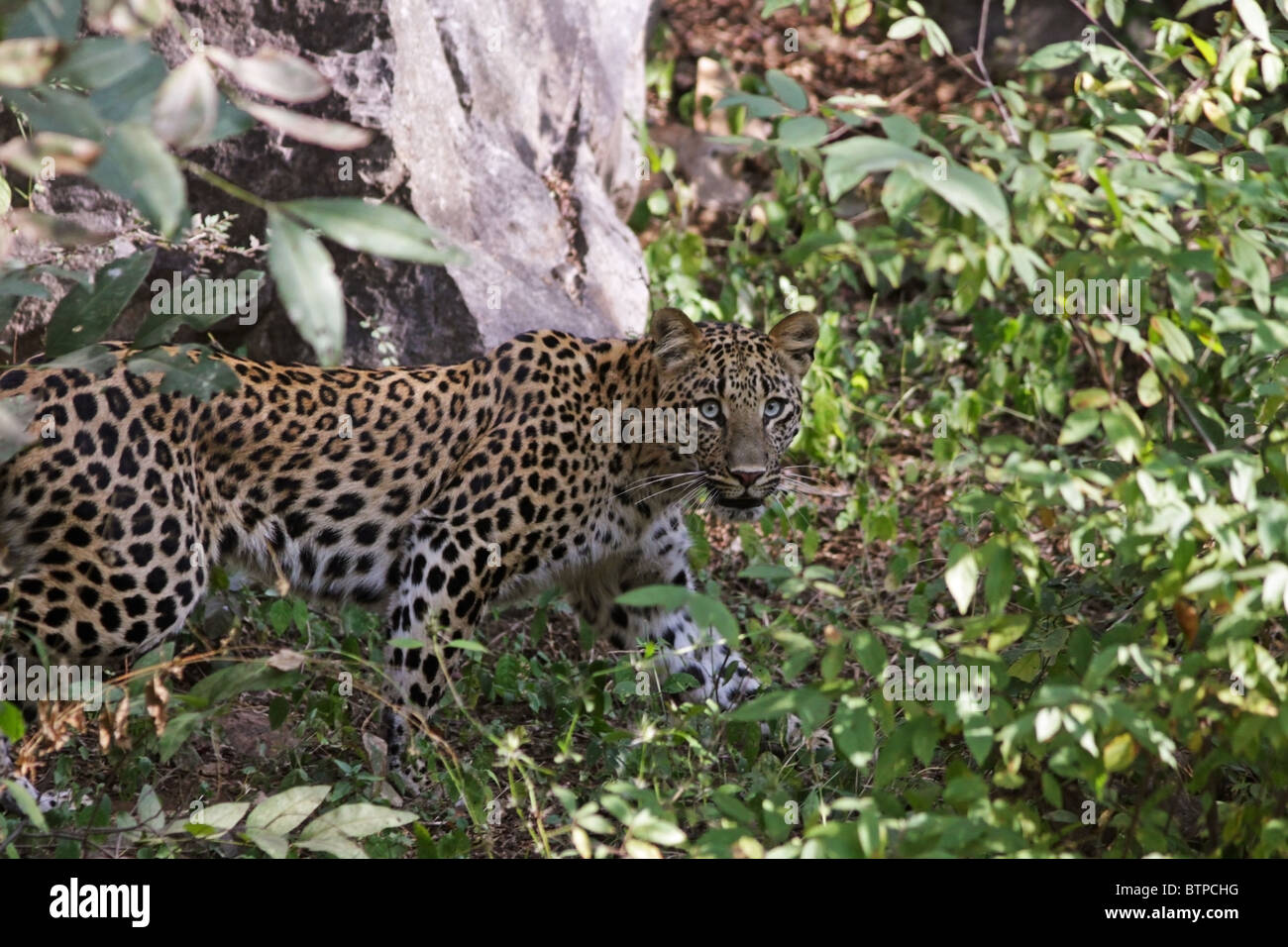 Leopard panthera pardus stalking prey hi-res stock photography and ...