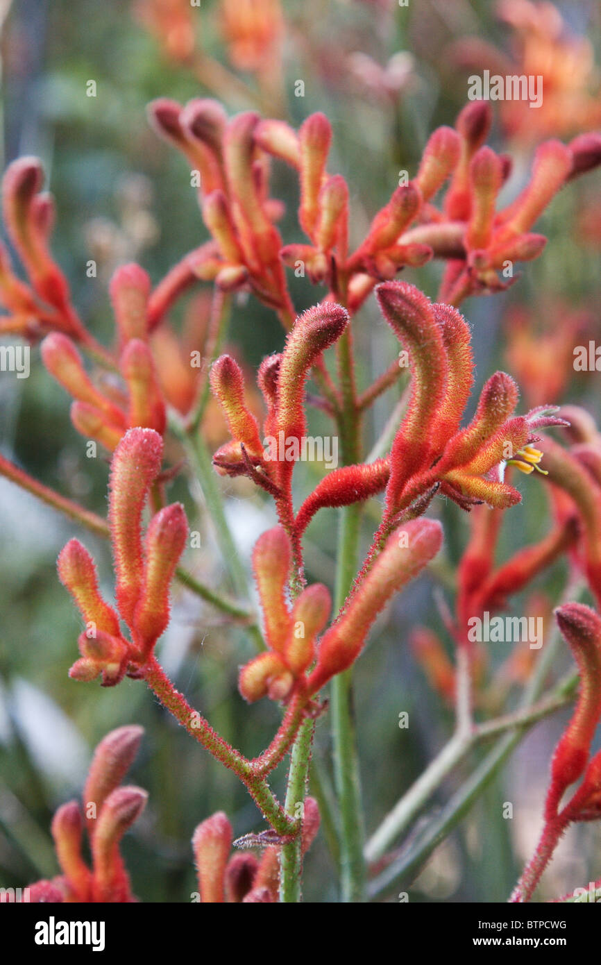 Compliment Kangaroo Paw Plant