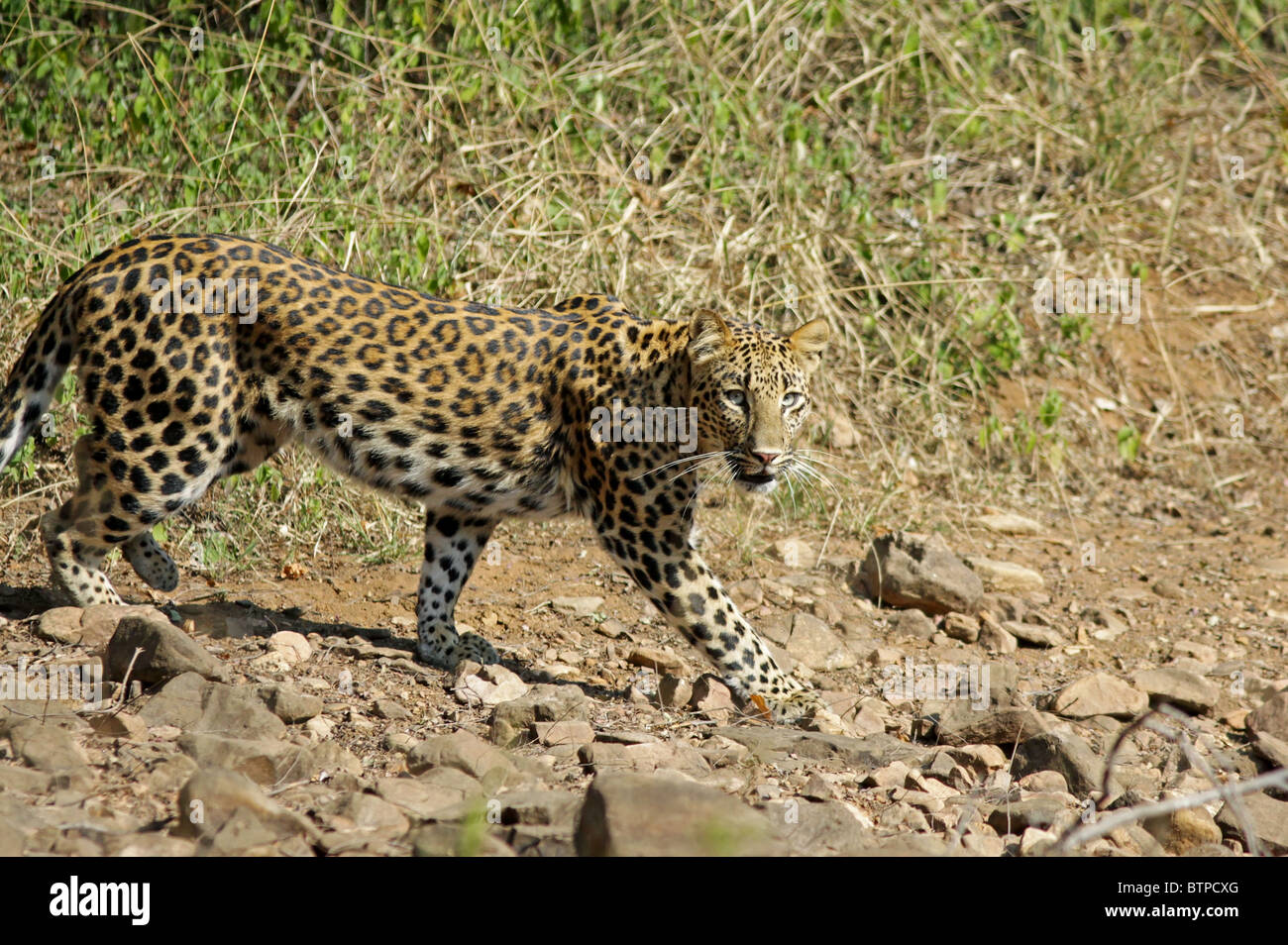 Leopard Panthera Pardus Stalking Prey High Resolution Stock Photography ...