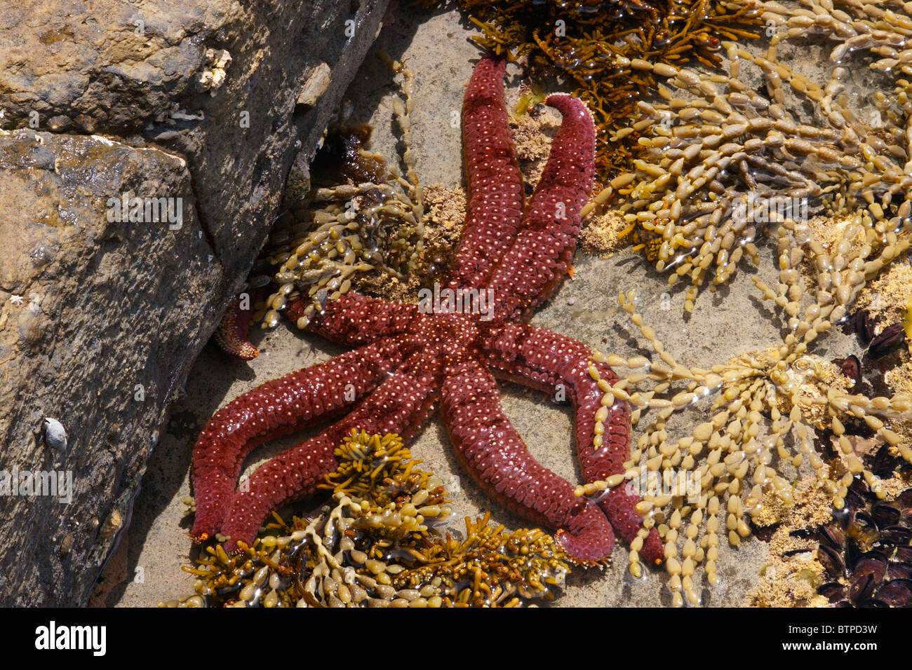 Australia starfish hi-res stock photography and images - Alamy