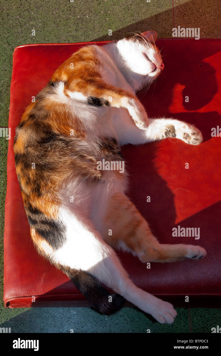 Cat's cat hi-res stock photography and images - Alamy