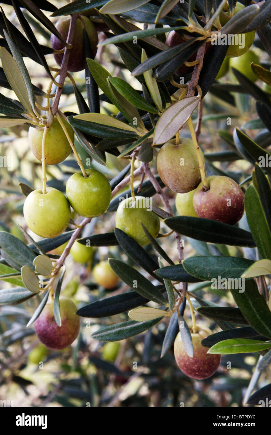 Australia, Olives on tree Stock Photo - Alamy