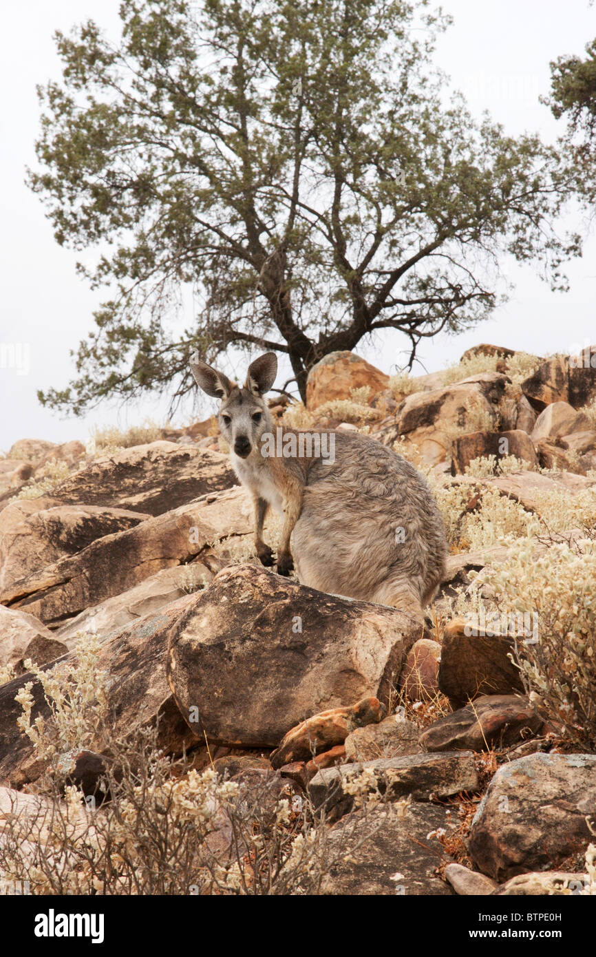 Australia, South Australia, Flinders Ranges, Wallaby between rocks ...
