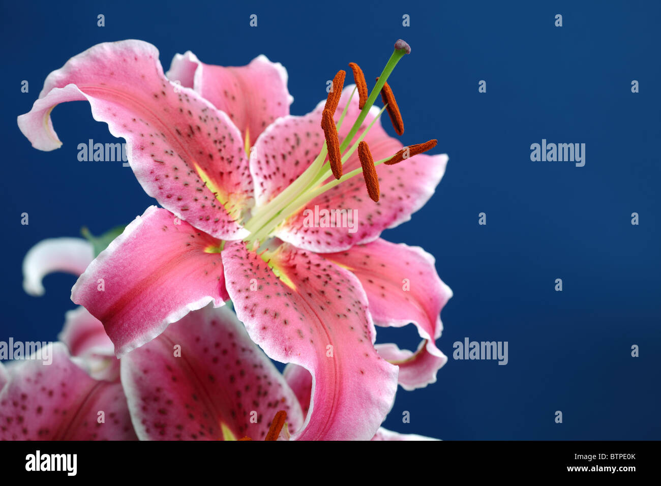 Stargazer lily hi-res stock photography and images - Alamy