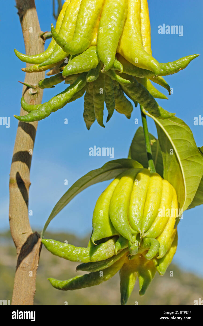 Buddhas hand tree fruit hi-res stock photography and images - Alamy
