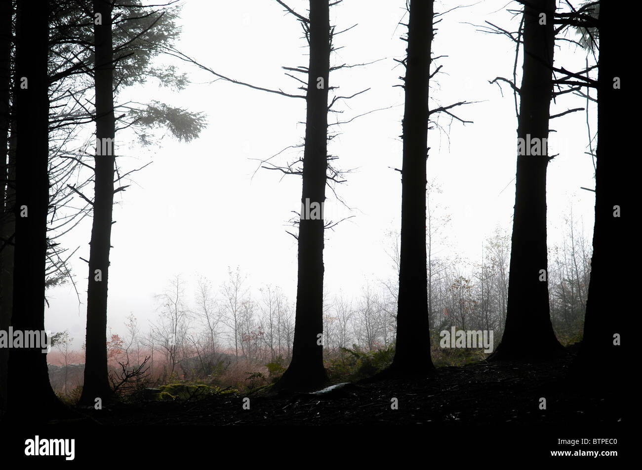 England forest edge hi-res stock photography and images - Alamy