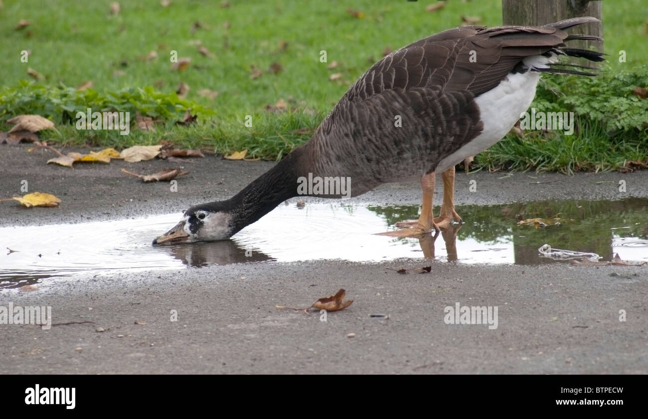 Unusual goose hi-res stock photography and images - Alamy