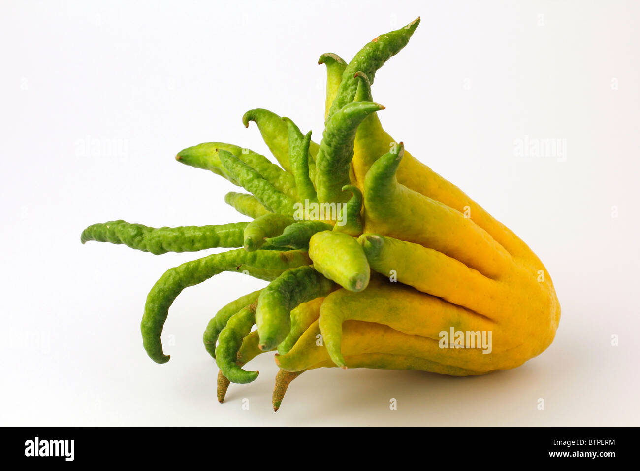 Buddhas hand tree fruit hi-res stock photography and images - Alamy